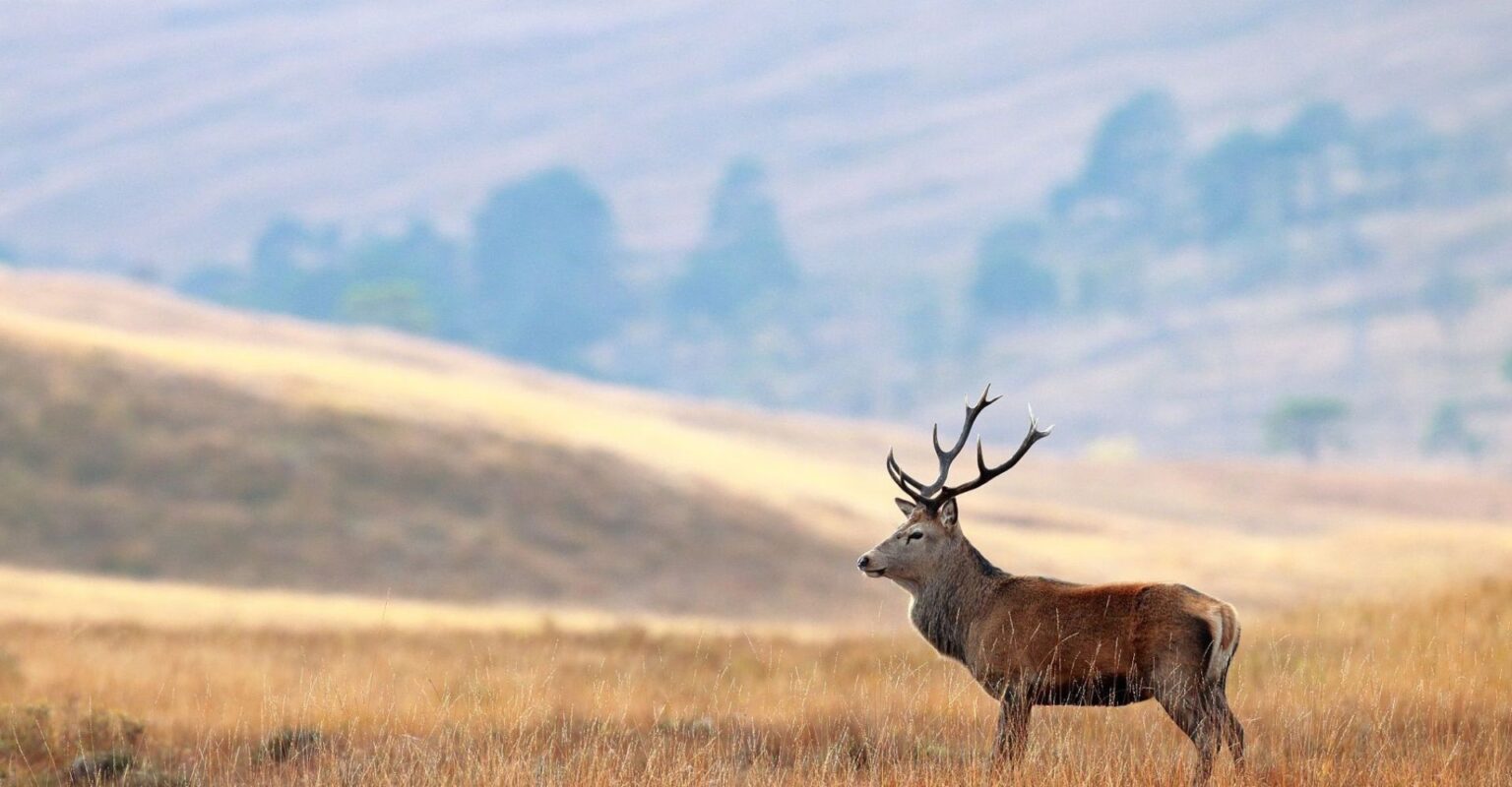Deer Stalking/Hunting in Scotland – Country Sport Scotland