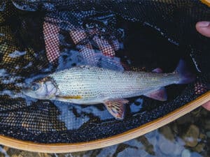 Fishing in Scotland – Country Sport Scotland