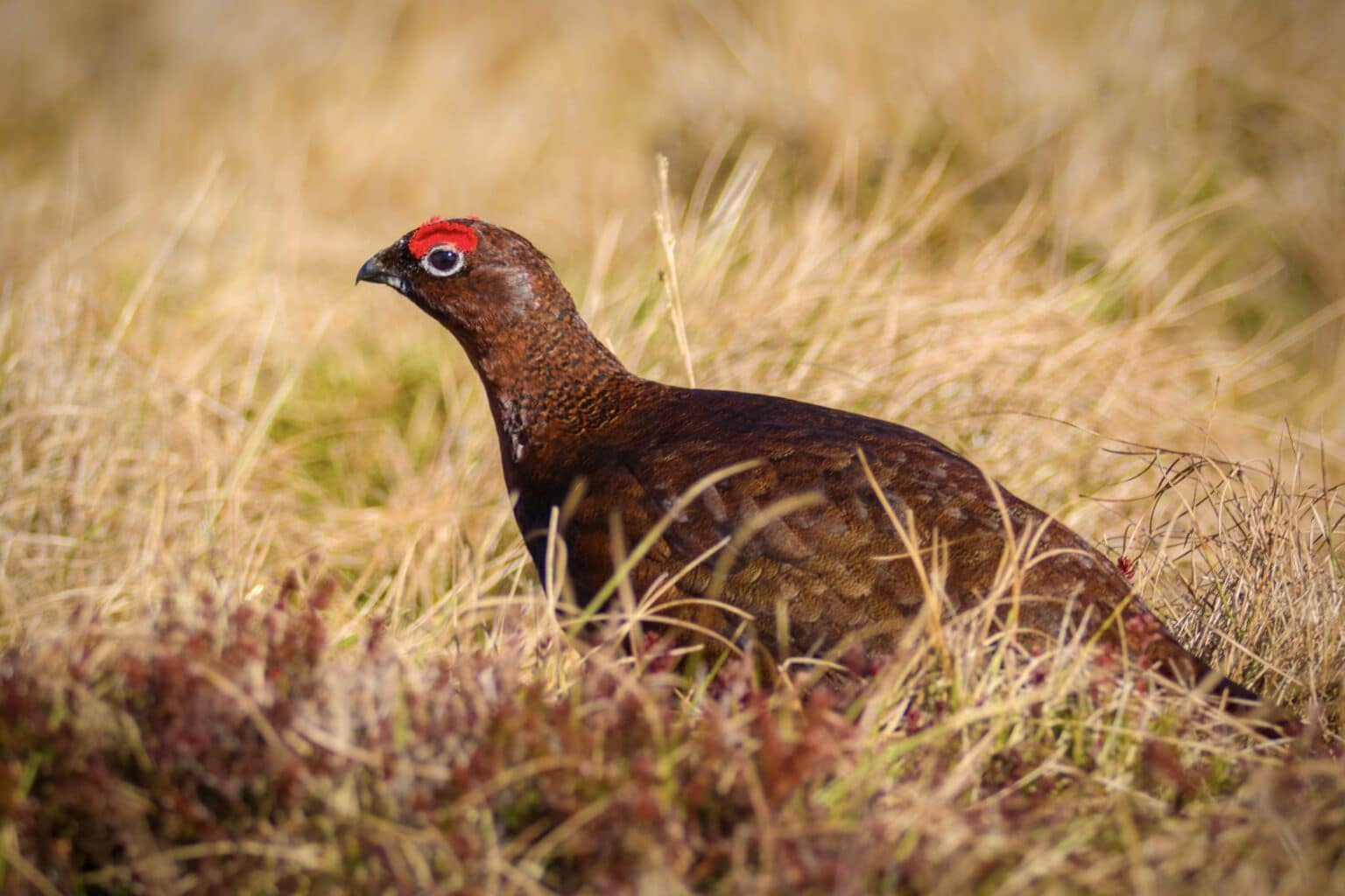 Red grouse – Country Sport Scotland